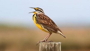 Birds Native To Kansas - The Birding Series Continue