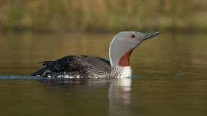 Northern California Birds Identification And Relevant Details