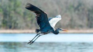 Northern California Birds Identification And Relevant Details