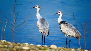 Birds Native To Wisconsin And Their Identification