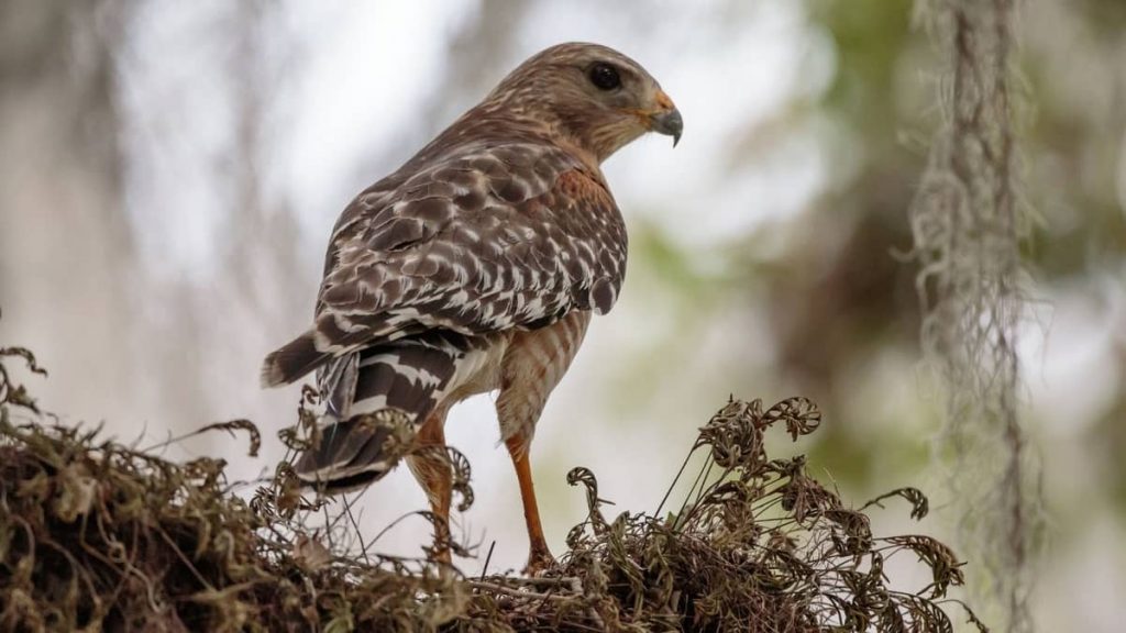 Hawks Native To Georgia And Their Identification