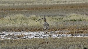 Shore Bird With Curved Beak - What's That Bird Called?