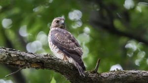 Hawks Native To Georgia And Their Identification