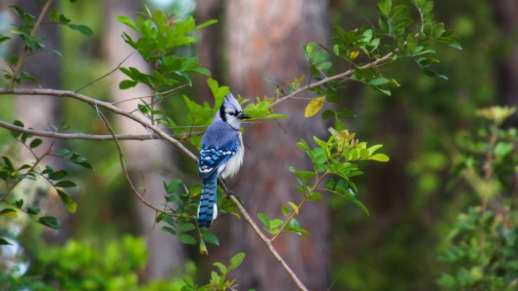 What Is A Long Tail Blue Jay? - Birds Tracker