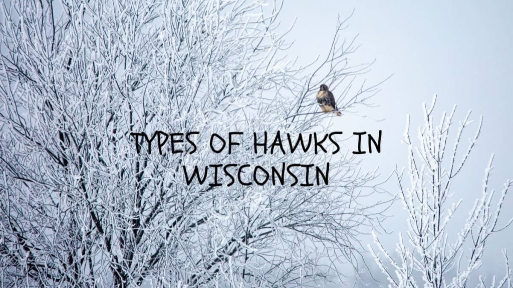 8 Interesting Types Of Hawks IN Wisconsin - Birds Tracker
