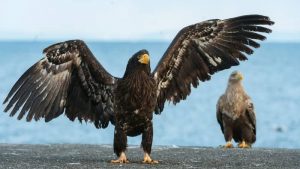 What Are The Biggest Hawks In The World? | Birds Tracker