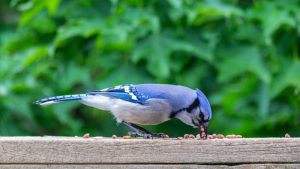 Blue Jays Favorite Food for Birdwatching | Birds Tracker