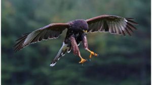 Do Hawks Attack Cats? What You Should Know | Birds Tracker