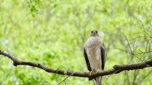 Where Do Hawks Sleep? | Birds Tracker