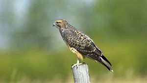 Types Of Hawks In Colorado 2021 - 4 Spectacular Species
