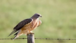 8 Interesting Types Of Hawks IN Wisconsin | Birds Tracker