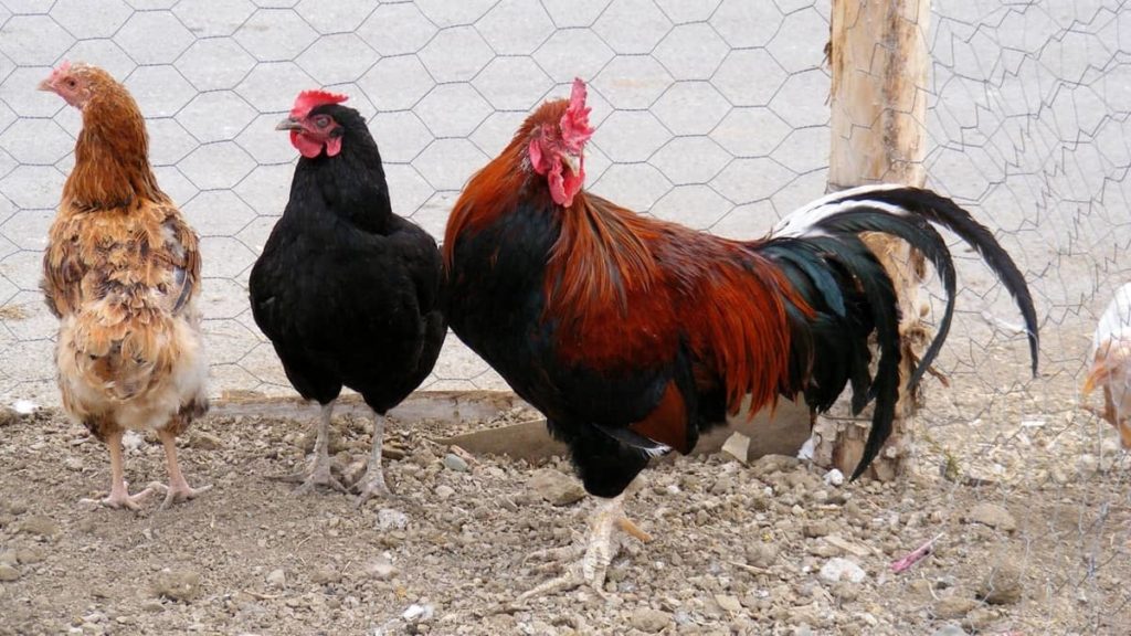 what does a mockingbird eat in the wild?