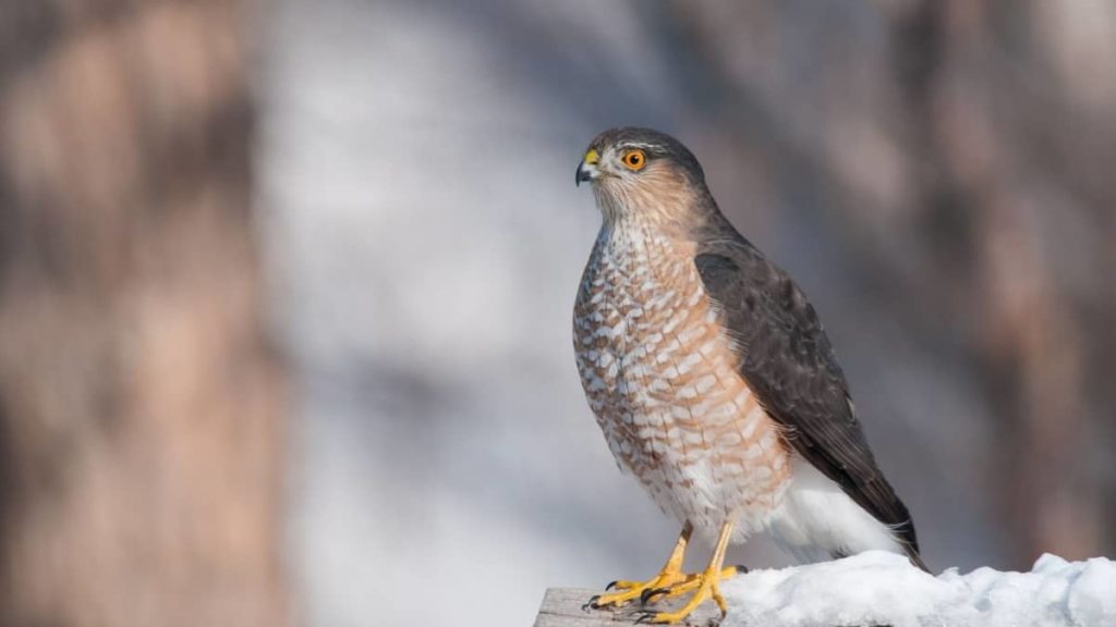 Can Birds Eat Spicy Food - A Guide To The Benefits Of Hot Pepper Bird ...