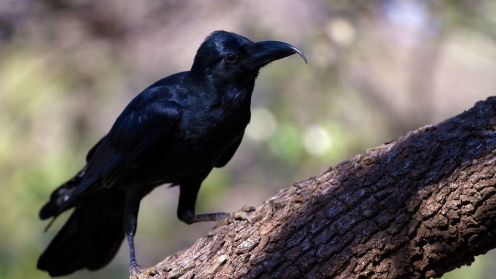 Do You What To Feed Wild Crows? - Birds Tracker