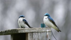 Blue Bird That Looks Like A Cardinal | Birds Tracker