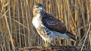 The Different Types Of Hawks In Virginia | Birds Tracker
