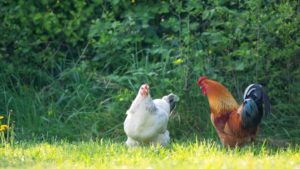 How Do Chickens Procreate? | Birds Tracker