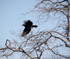 How Fast Can a Crow Fly? - Birds Tracker