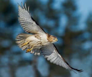 How Fast Does a Hawk Fly? - Birds Tracker