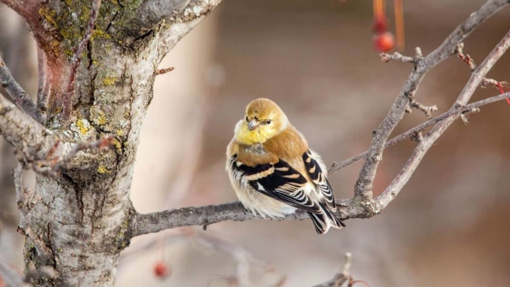 Can Birds Eat Spicy Food - A Guide To The Benefits Of Hot Pepper Bird ...