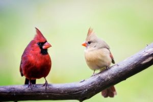 What Does Seeing A Cardinal Mean: 5 Deep Positive Meanings | Birds Tracker