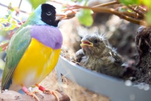 What Do Finches Feed Their Babies? Inside The Wild Bird's Diet - Birds ...