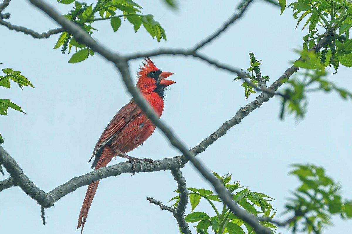 What Does A Cardinal Sound Like 3 Of Their Popular Songs Birds Tracker
