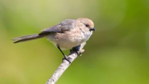 The Beautiful and Small Birds Of Northern California - Birds Tracker