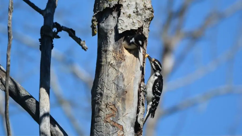 What Do Baby Woodpeckers Eat Birds Tracker what-do-baby-woodpeckers-eat-birds-tracker