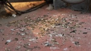 Top 11 Most Common Bird Omens And Superstitions | Birds Tracker