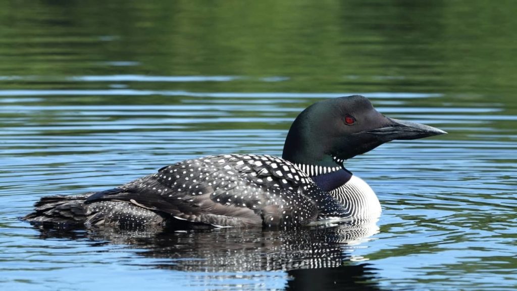 Birds Native To South Carolina - A Birdwatching Series Special