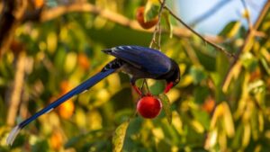 Can Birds Eat Spicy Food - A Guide To The Benefits Of Hot Pepper Bird ...
