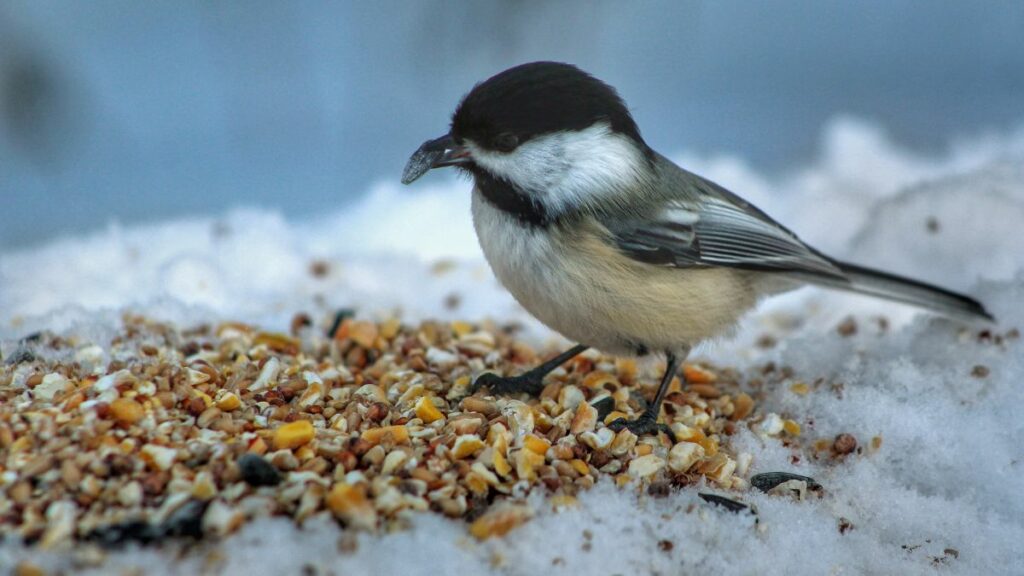 what does a mockingbird eat in the wild?