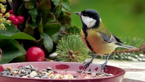 Can Birds Eat Spicy Food - A Guide To The Benefits Of Hot Pepper Bird ...