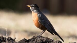 The Infamous Native Birds Of Oregon - A Birdwatchers Identification ...