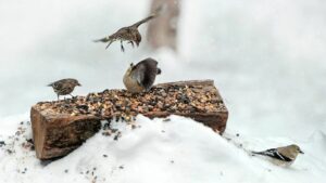 Do Finches Fly South For The Winter? - A Guide To Wild Bird Migration ...