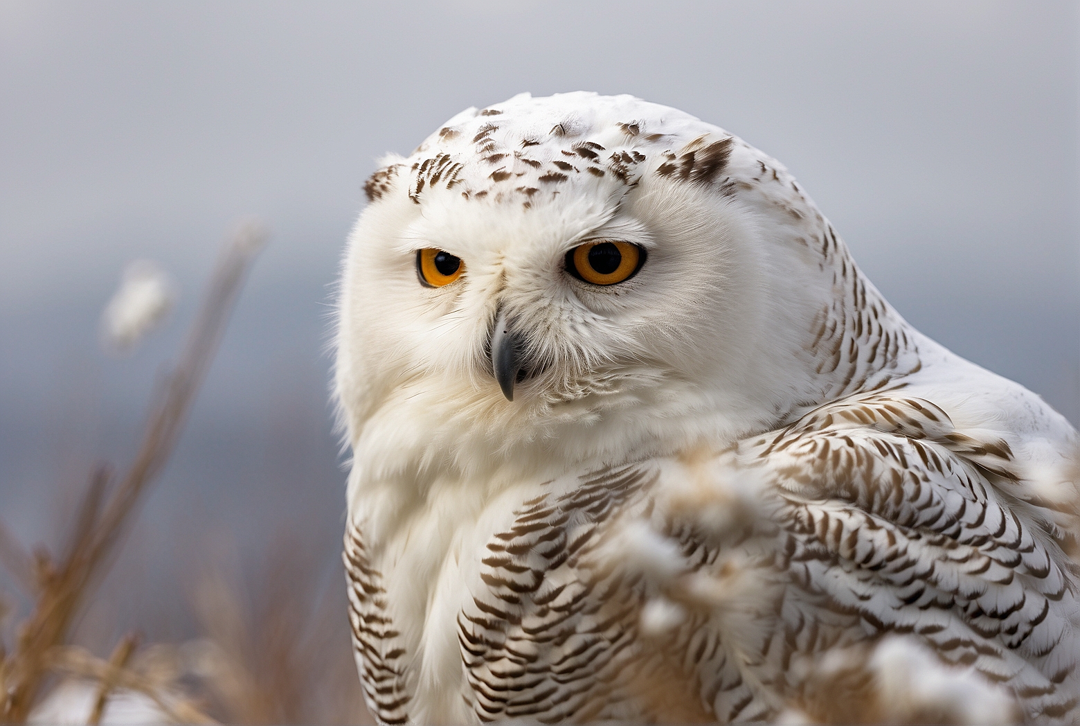 Are Snowy Owls Endangered? - Birds Tracker